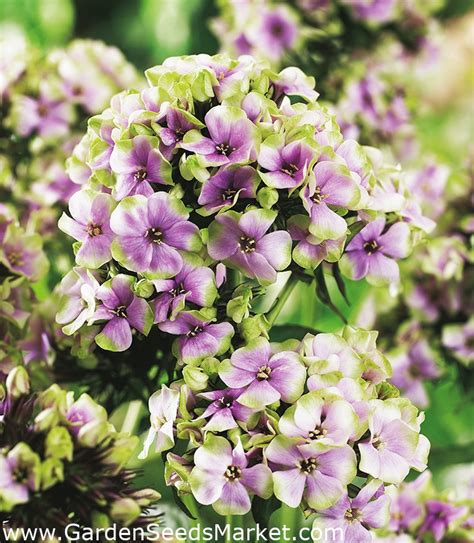 Floxsläktet - Sherbet Blend - Phlox – Garden Seeds Market | Gratis frakt
