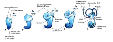 10421 Embryology Ear Flashcards Quizlet