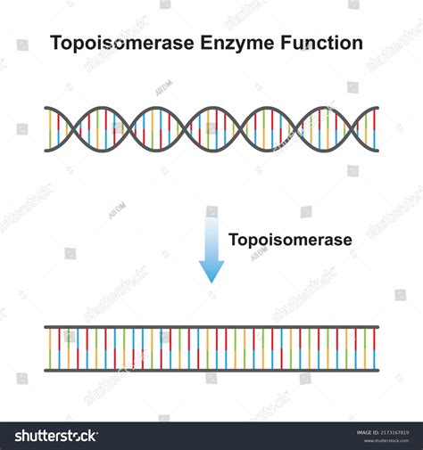 Topoisomerase Images Stock Photos D Objects Vectors