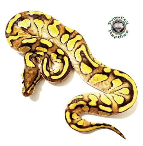 odyb butter wookie 100 het clown ball python by supercoil reptiles