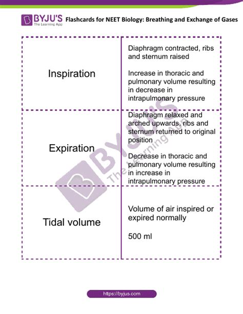 Biology Flashcards Breathing And Exchange Of Gases Download Printable PDF Templateroller