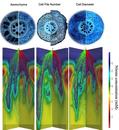 Root Phenotypes For Improved Nitrogen Capture — Research — Department Of Plant Science
