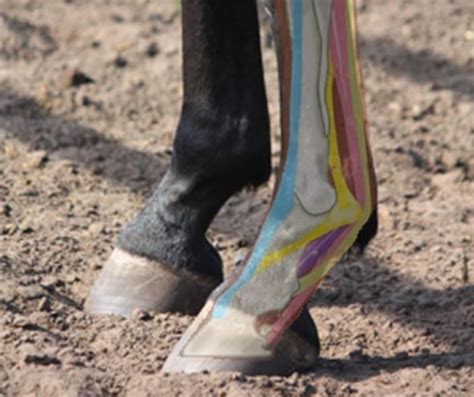 Ligaments Vs Tendons Structure And Function Equied Online Course