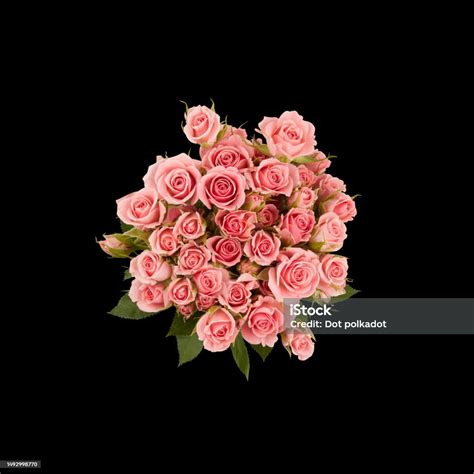 가시가 있는 분홍색 장미 꽃다발 검은 배경에 격리된 잘라낸 상태에서 위에서 사진을 찍고 클리핑 경로가 있습니다 검정색 배경에 대한 스톡 사진 및 기타 이미지 Istock