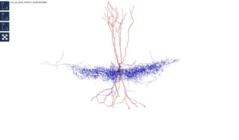 The Live Papers Of The Brain Simulation Platform