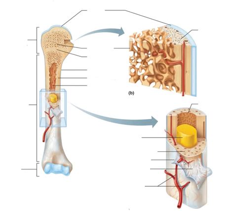 Bone Diagram Quizlet