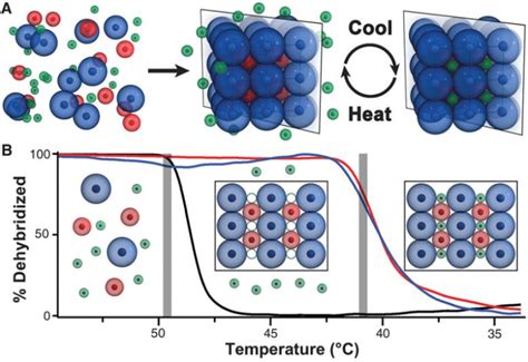 Diagram Of The Self Assembly Of Nanoparticles By Dna In Ternary