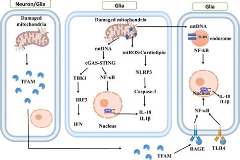 Mtdna Mtros And Tfam Act As A Damp Which Are Released From The Download Scientific Diagram