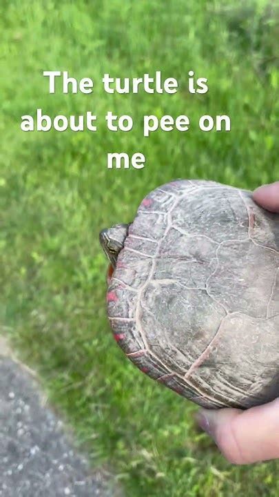 Peeing Turtle Youtube