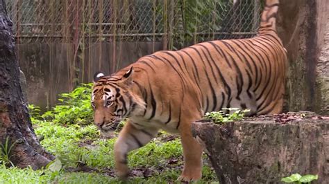Malayan Cat Videos And Hd Footage Getty Images