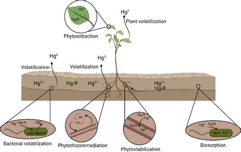 Main Mercury Bioremediation Strategies Own Elaboration Download Scientific Diagram