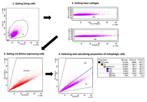 Sensitive Measurement Of Mitophagy By Flow Cytometry Using The Ph