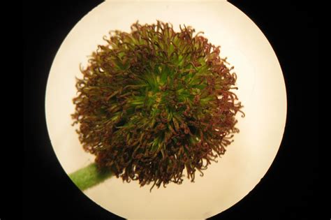 ჭადარი Platanus ალერგოლოგიური პროგნოზი Vidal Ge