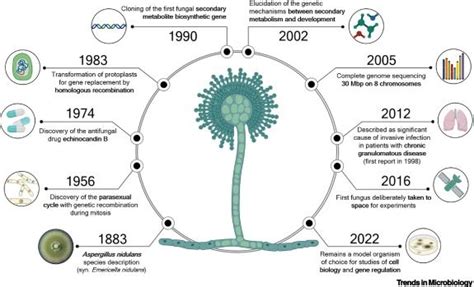 Jo Azavedo On Linkedin Aspergillus Testing Antimicrobial Packaging