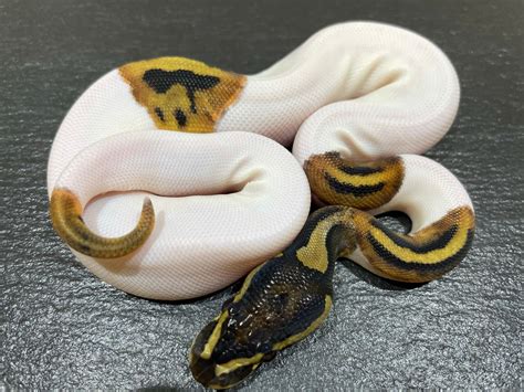 Piebald Het Reco Anery Ball Python By Three Oak Pythons Morphmarket Piebald Het Reco Anery Ball Python By Three Oak Pythons Morphmarket