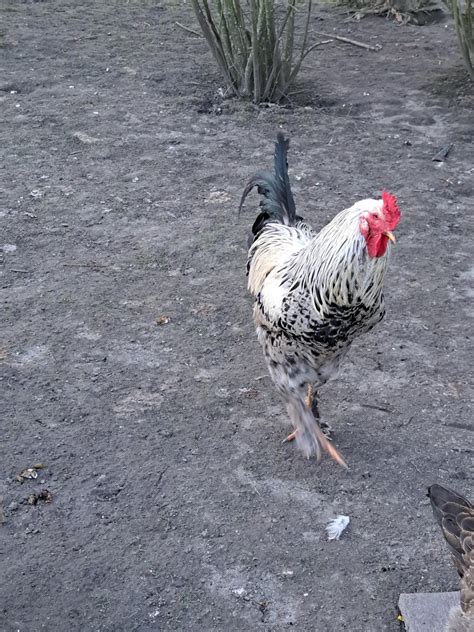 My Crossbreeds Rchickens