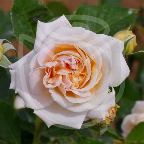 Vente En Ligne Rosier Buisson Amber Voluptia® Direct Pépinières