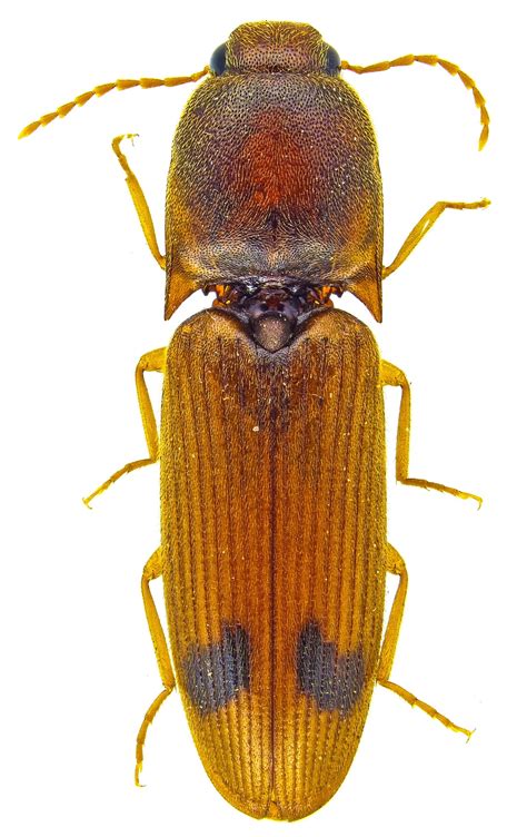 Conoderus Arizona A Conoderus Bugguide Net