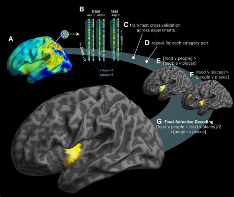 Food Selective Representations That Generalize Across Sensorimotor And