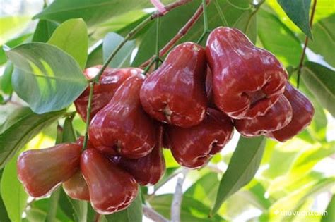 Cây Mận An Phước Giống Roi đỏ Không Hạt Cho Năng Suất Cao