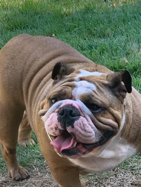 Ellie Bellies Bulldogs Updated July 2026 Request Information