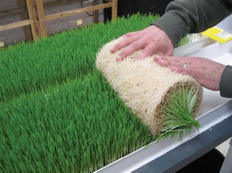 Seeds Sprouting Fodder System Grass Growing Systemmulti Function