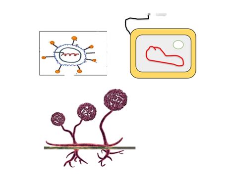 Igcse Microbe Structure — Printable Worksheet