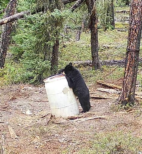 春の熊狩りの季節です、、、が。｜azcha