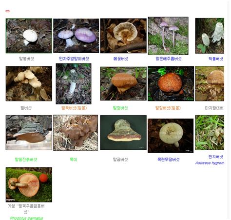 버섯의 종류와 이름 사진 네이버 블로그