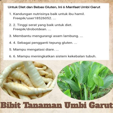 Jual Bibit Tanaman Umbi Garut Irut Angkrik Kab Cilacap Kembar
