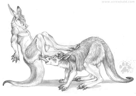 Rule 34 All Fours Balls Blotch Fellatio Furry Furry Only Gay Kangaroo Male Marsupial Oral Oral