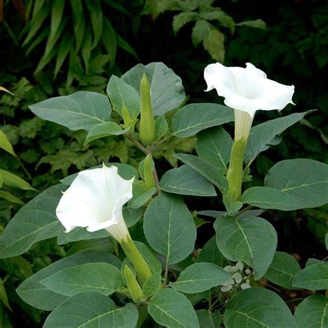 Uses Of Datura Flower At David Dicken Blog