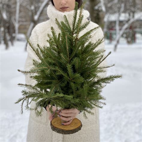 Ель на подставке недорого доставка по Москве и области