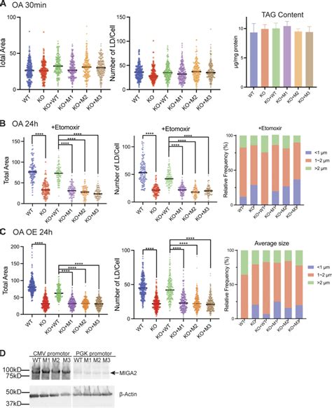 Cellular LD And TAG Contents A Left And Middle LD Quantification Of Download Scientific