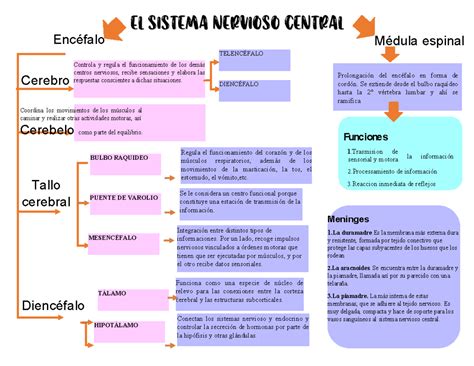 Cuadro Sinóptico Del Sistema Nervioso 2 4 Mio Funciones Y Estructuras