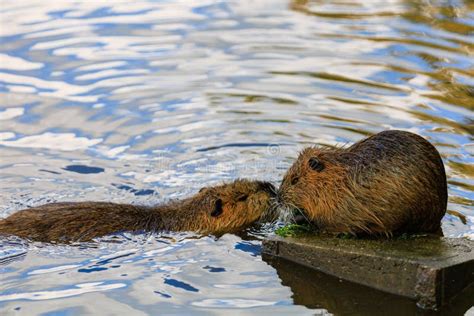 Nutria On The Banks Of The Vltava River In Prague The Capital Of The