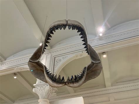 Megalodon Jaw