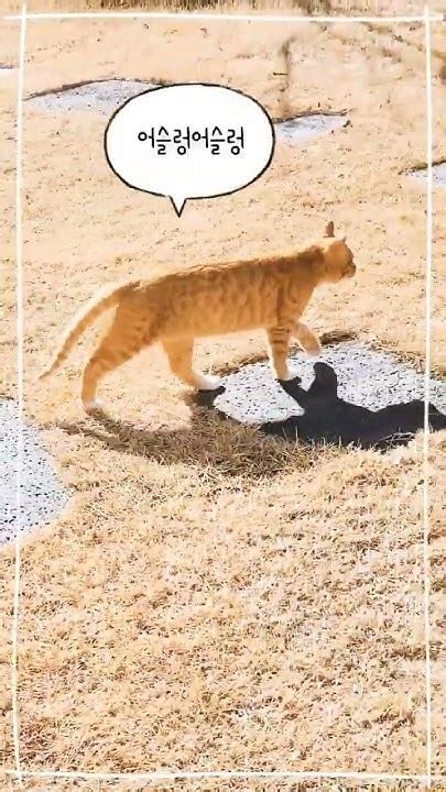 애증의 관계 귀여운아기고양이 마당냥이 예쁜고양이 사랑스런고양이 Cutecats Cat 전원고양이 전원생활