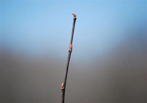 Bebbs Willow Woody Warehouse Nursery Inc Lizton In