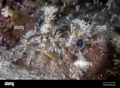 Frogfish Toadfish Frogfish Toadfish Other Animals Fish Perch Like