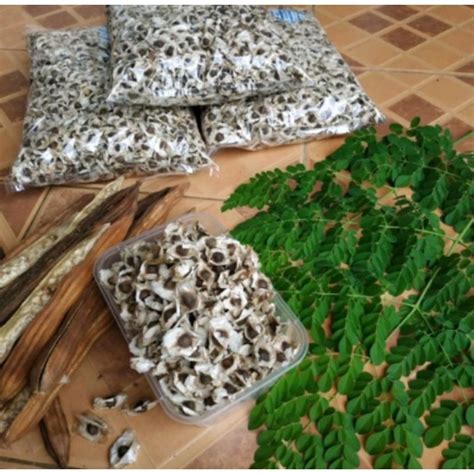 Jual Biji Kelor Sayap Murah 1 Kg Biji Kelor Biji Moringa Benih Kelor Herbal Daun Kelor