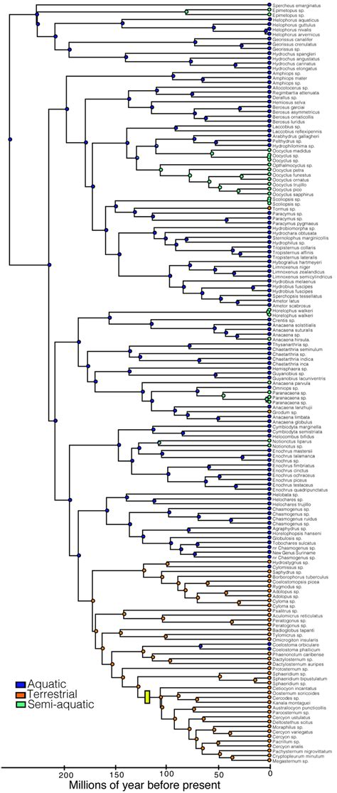 Ancestral Character Reconstructions Of Habitat Transitions On The Download Scientific Diagram