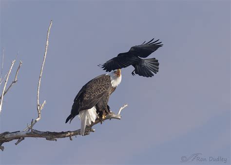 Bald Eagle Being Mobbed By A Murder Of Crows Yesterday Morning Feathered Photography