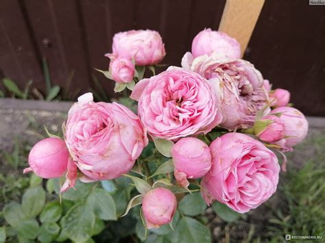 Роза Помпонелла (Pomponella) - «Нежная зефирка » | отзывы