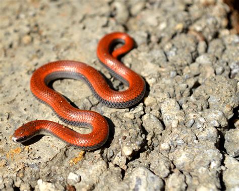 Red Racer Snake At Edward Mozingo Blog