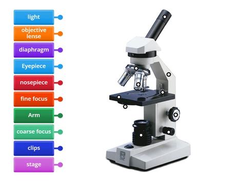 Labeling The Microscope Labelled Diagram