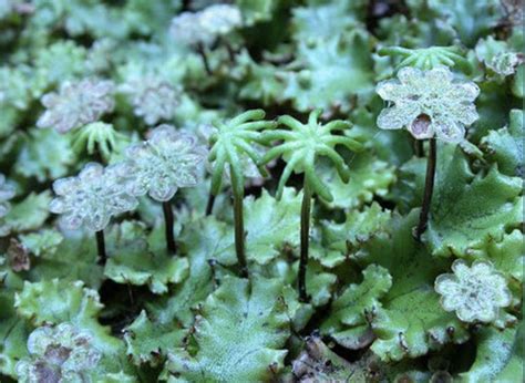 Plant Specimens Flashcards Quizlet