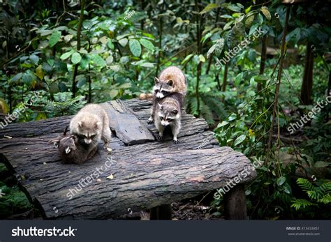 Raccoons Having Sex Stock Photo 413433451 Shutterstock