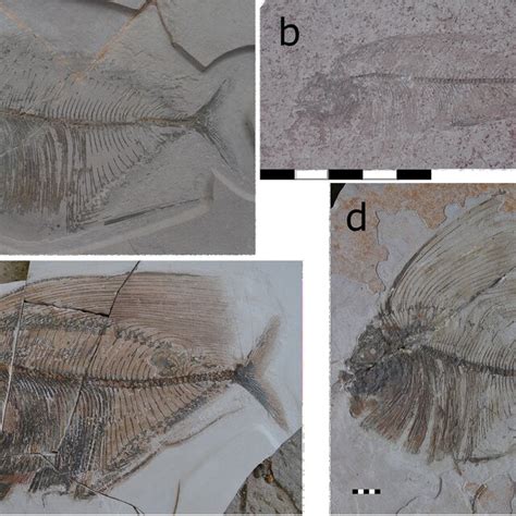 Preservational Stages Of The Dorsal Fin Of T Formosa Disarticulated Download Scientific