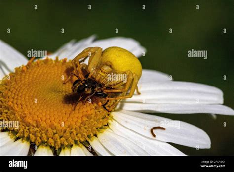 head on detailed view of a bright yellow crab spider misumena vatia